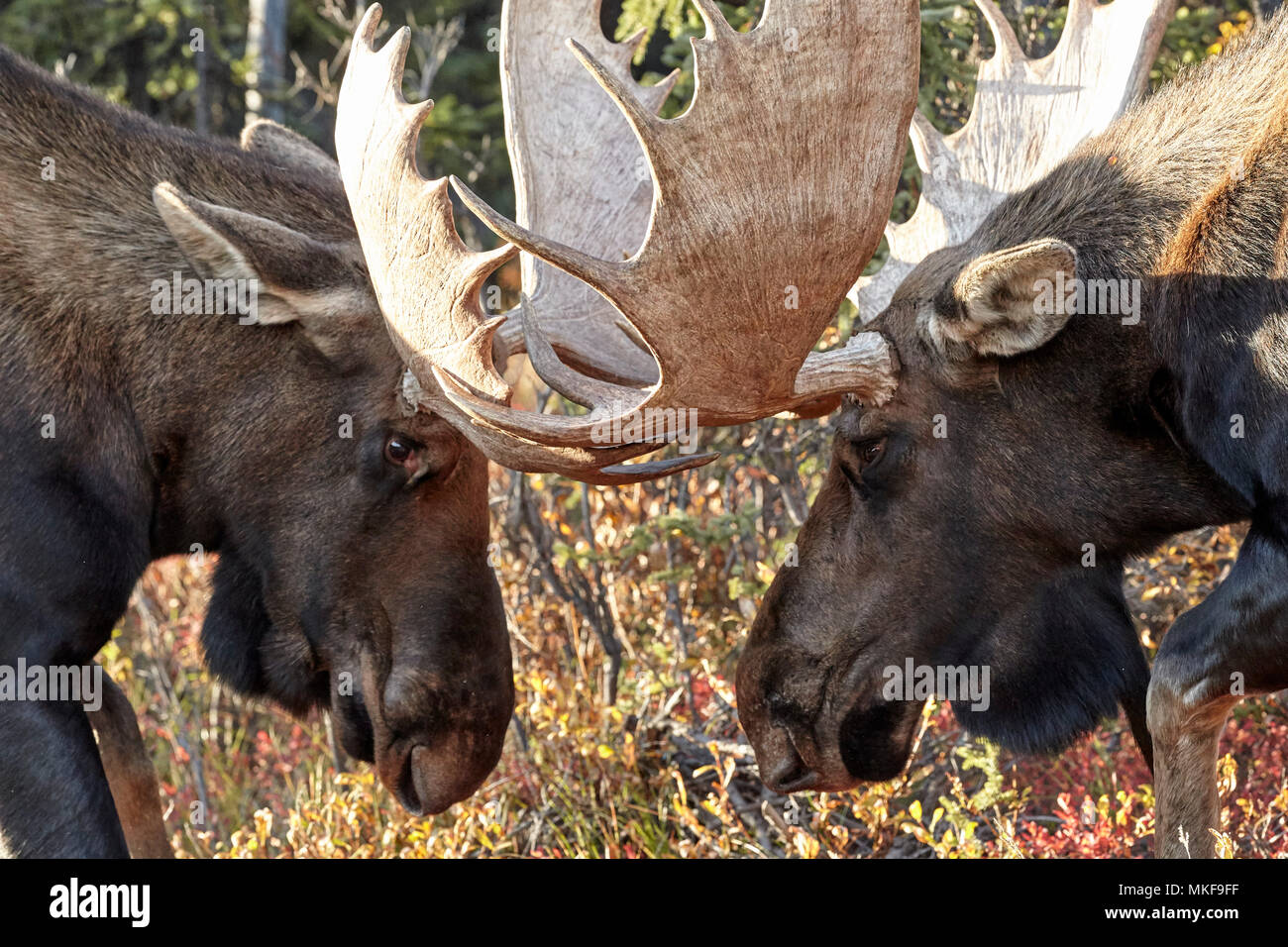 Alaskan Moose (Alces alces gigas) males fighting, Denali National Park ...