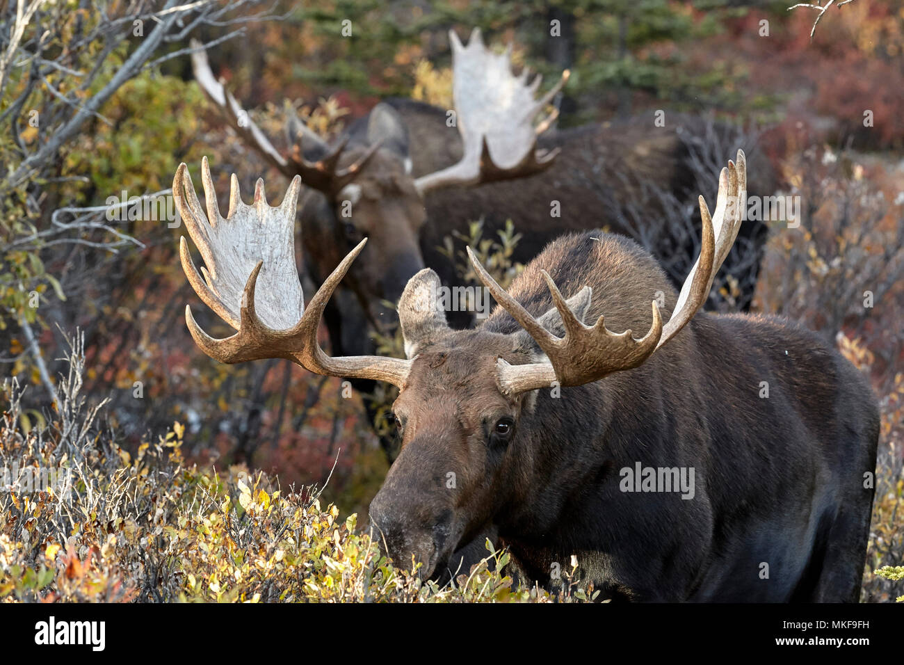 Alaskan Moose (Alces alces gigas) males, Denali National Park, Alaska ...