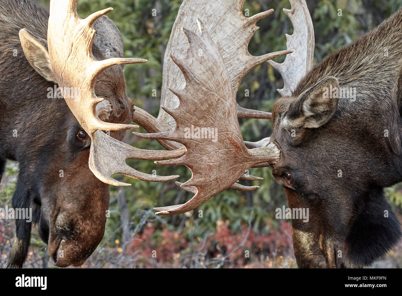 Moose fight hi-res stock photography and images - Alamy