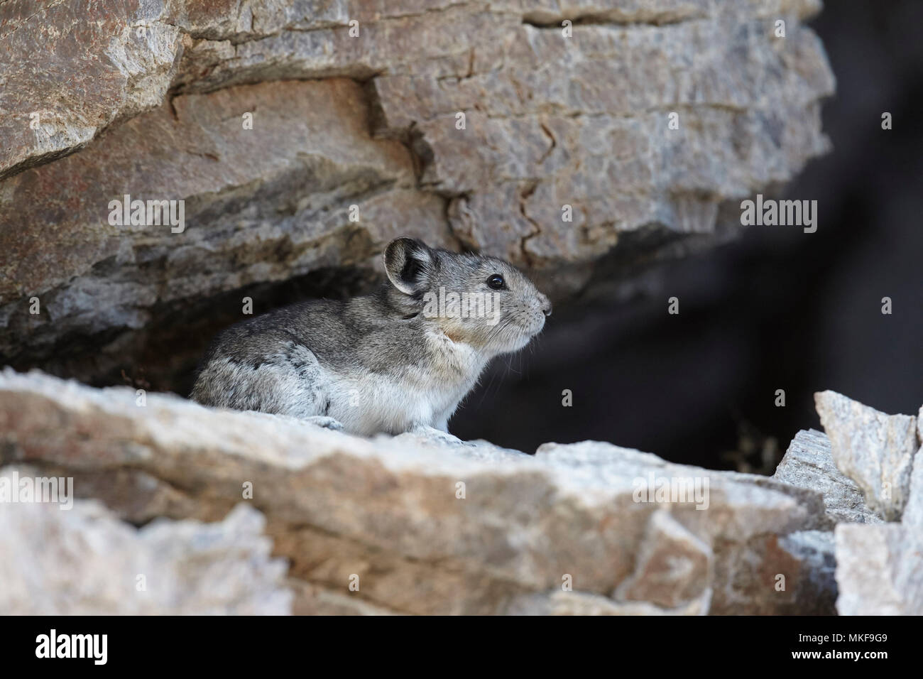 Collared pika hi-res stock photography and images - Alamy
