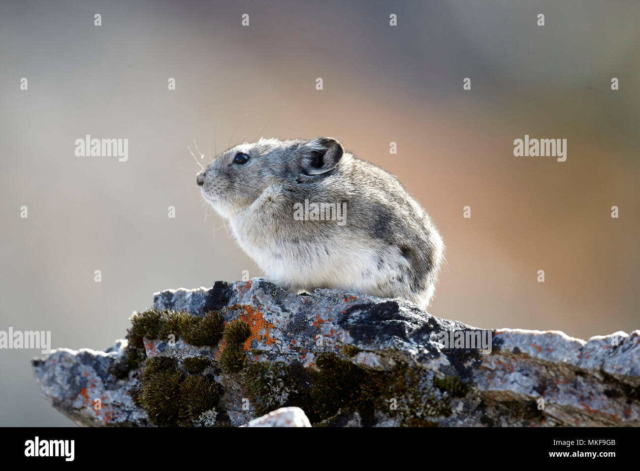 Collared Pika (Ochotona collaris) on rock, Denali National Park, Alaska ...