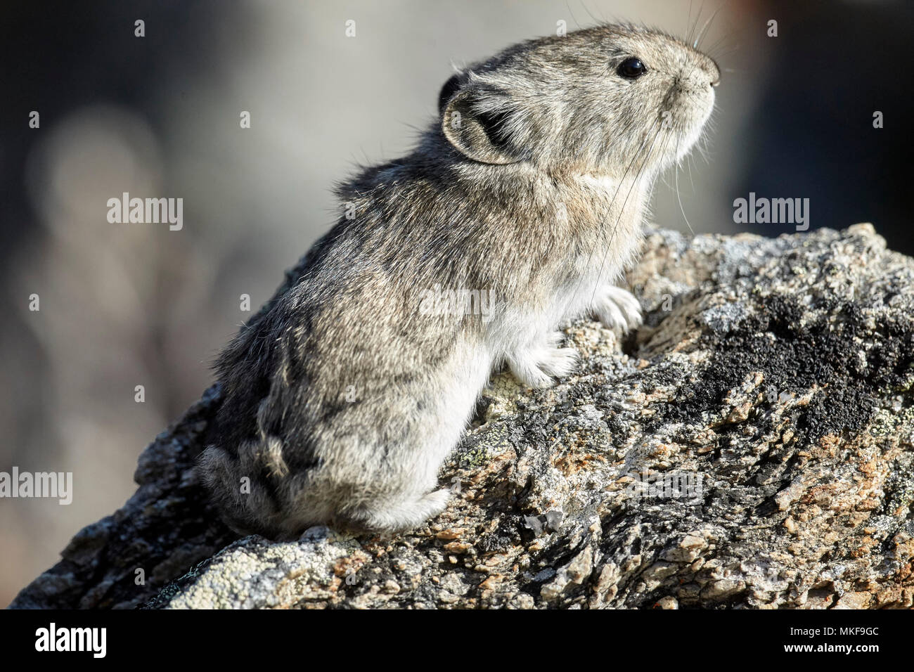 Pika Ochotona Sp High Resolution Stock Photography and Images - Alamy