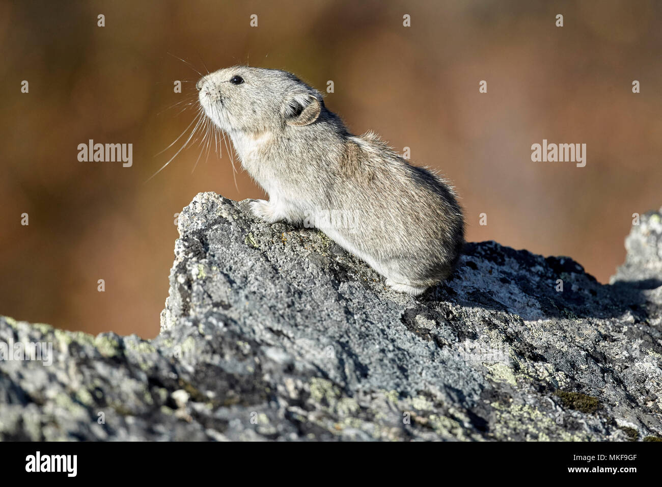 Collared Pika (Ochotona collaris) on rock, Denali National Park, Alaska ...