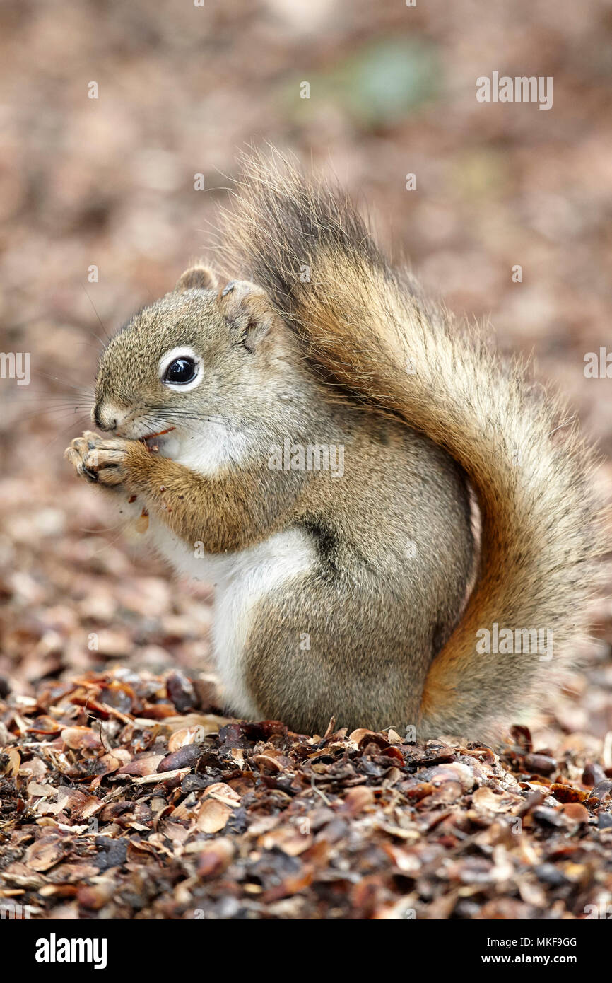 American Red Squirrel (Tamiasciurus hudsonicus), Denali National Park ...