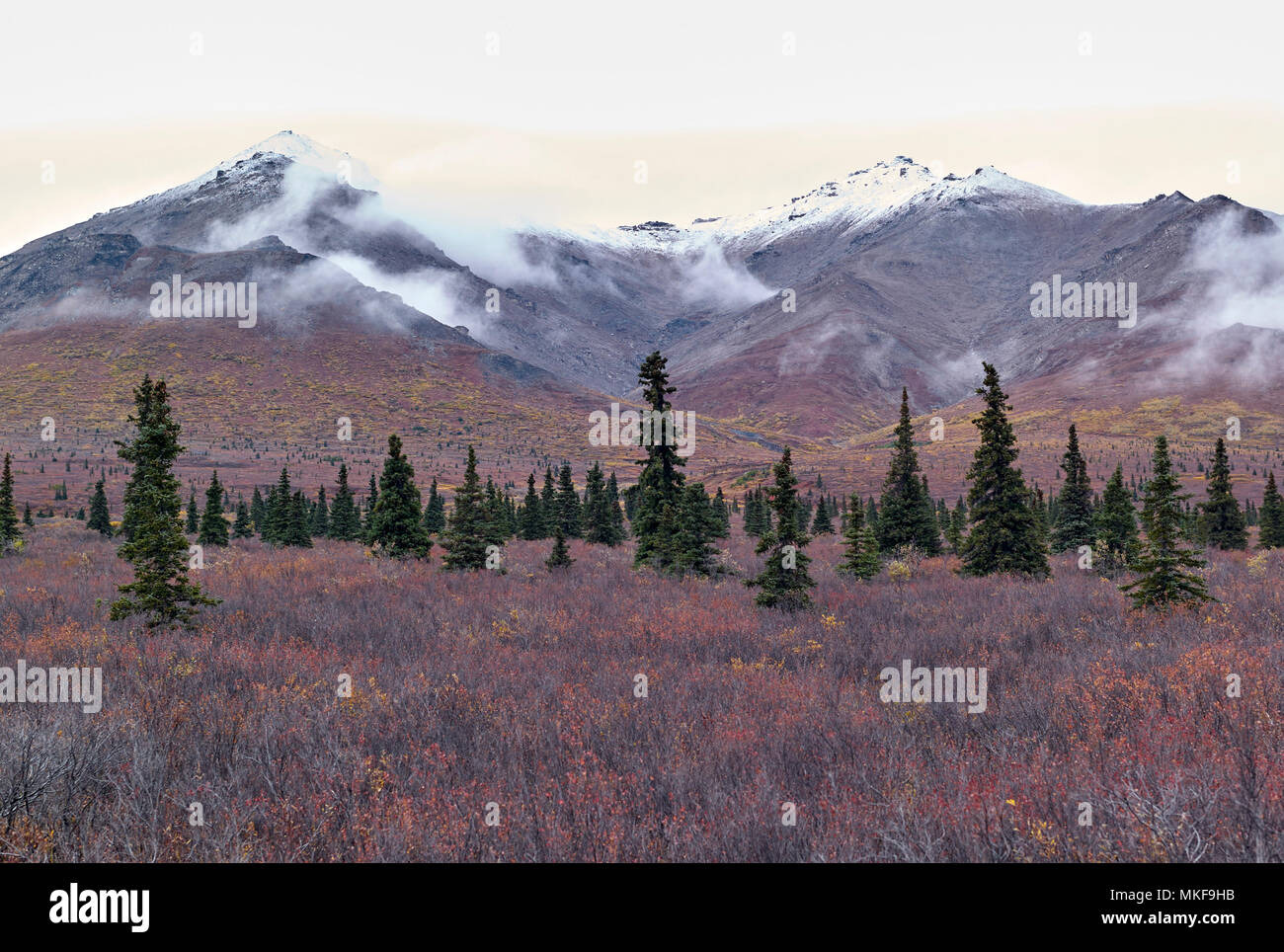 The colors of late autumn in the park, Denali National Park, Alaska ...