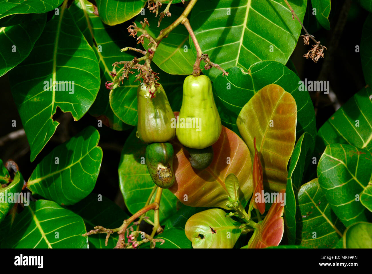 Cashew nut (Anacardium occidentale), La Desirade, Guadeloupe Stock ...