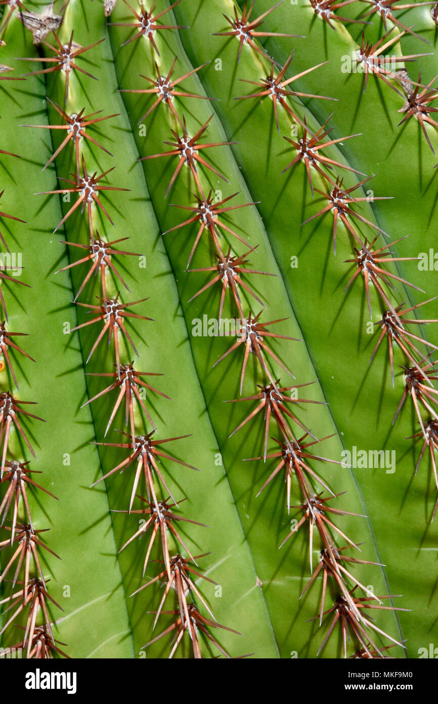 Turk's cap (Melocactus intortus), La Desirade, Guadeloupe Stock Photo ...