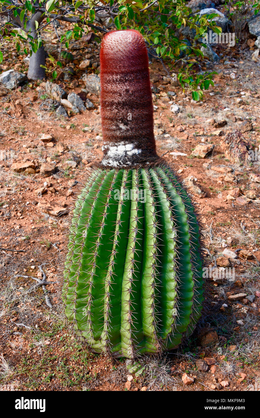 Melocactus Intortus High Resolution Stock Photography and Images - Alamy