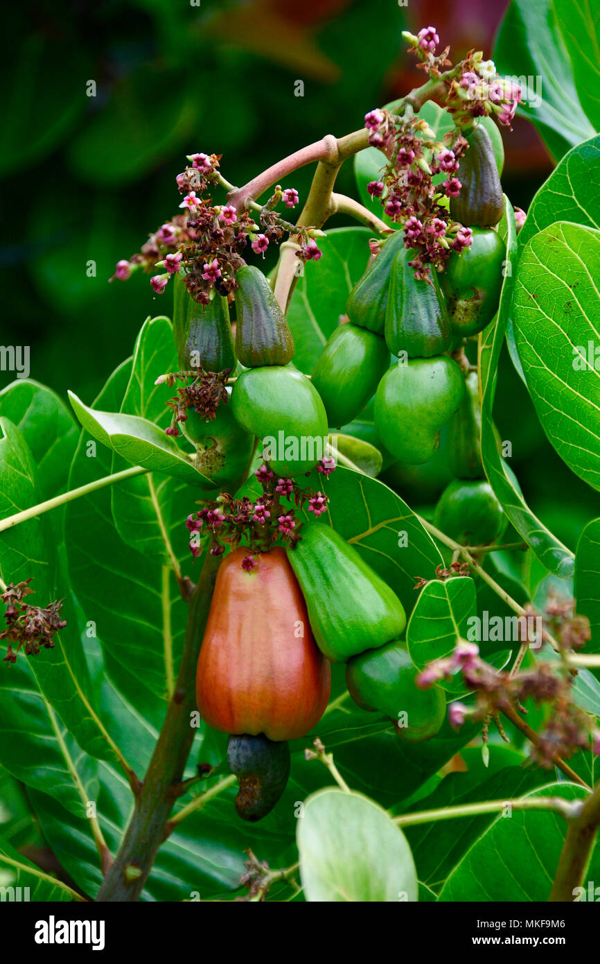 Anacardes hi-res stock photography and images - Alamy