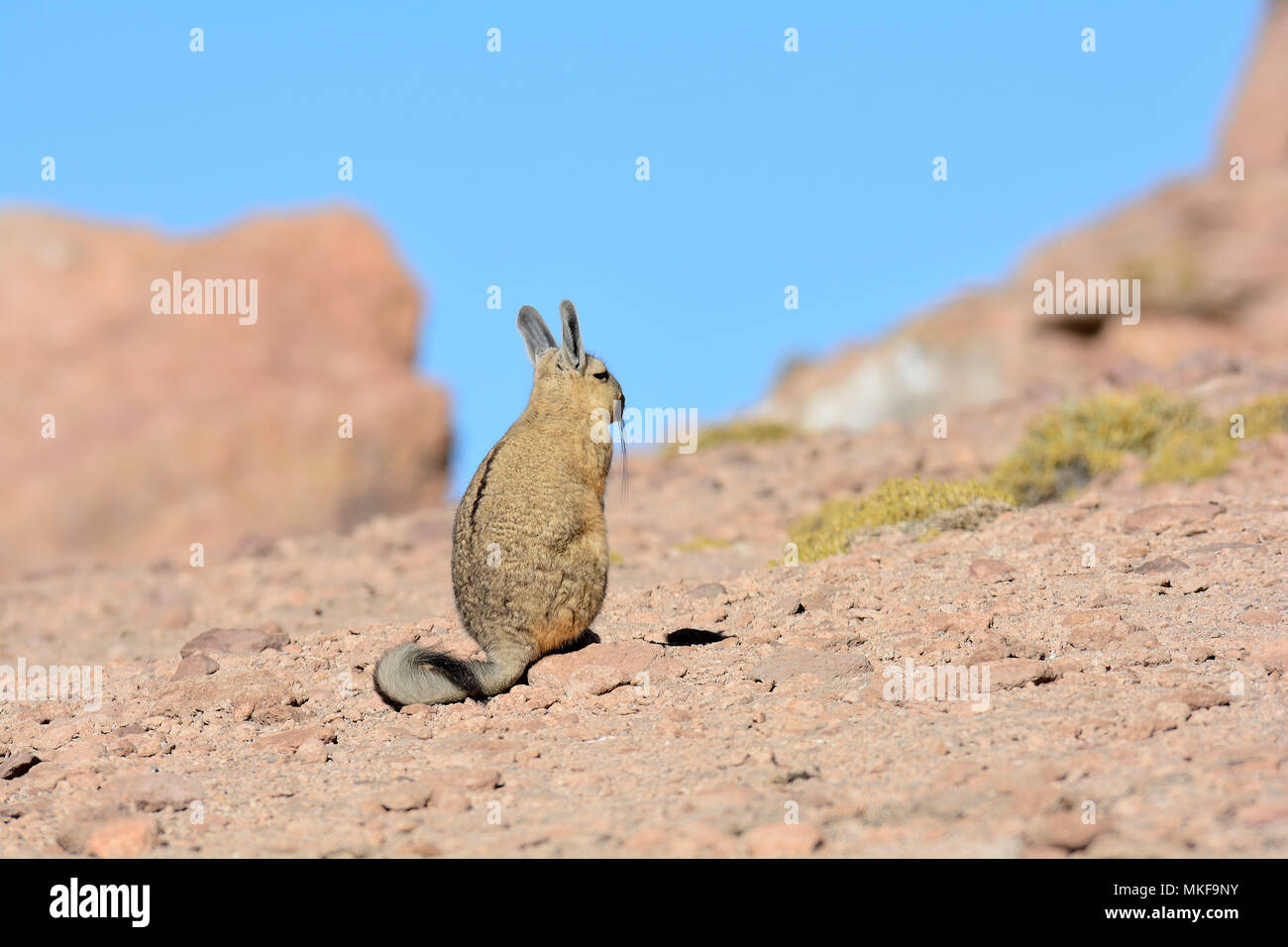 Viscache (Lagidium viscacia), Puna of Atacama, surroundings of the ...