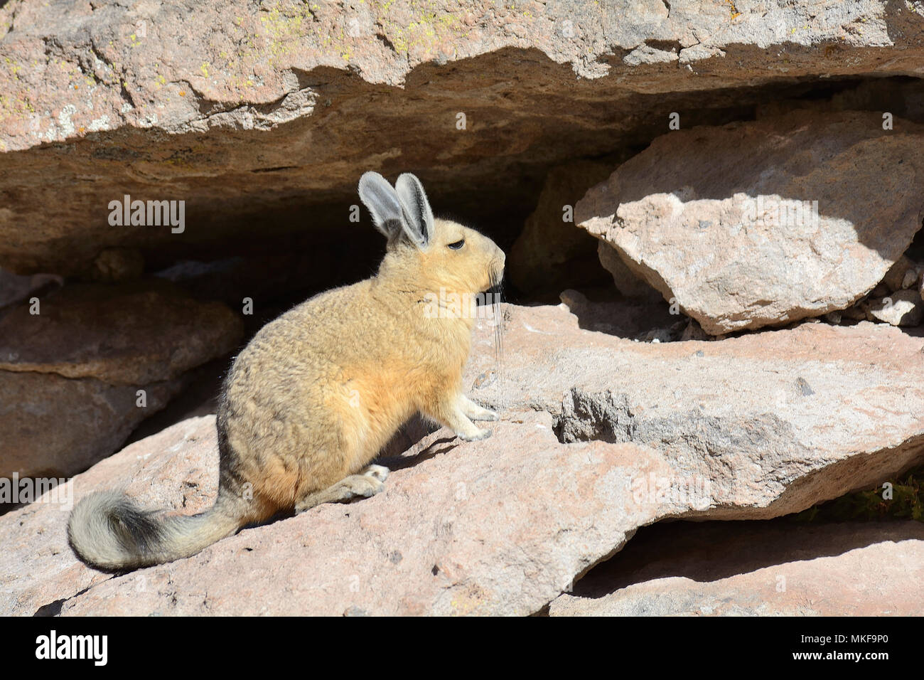Viscache (Lagidium viscacia), Puna of Atacama, surroundings of the ...