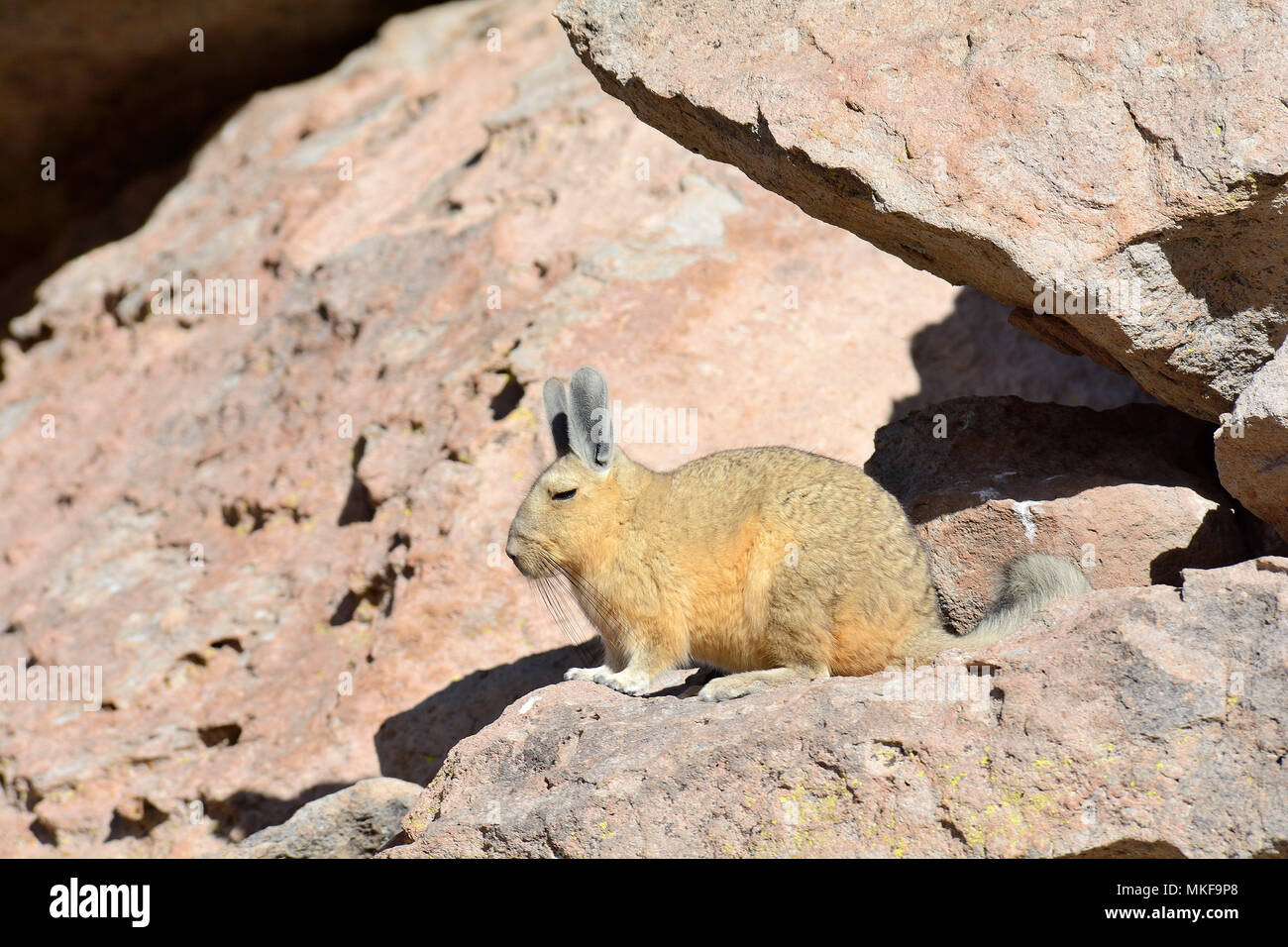 Viscache (Lagidium viscacia), Puna of Atacama, surroundings of the ...