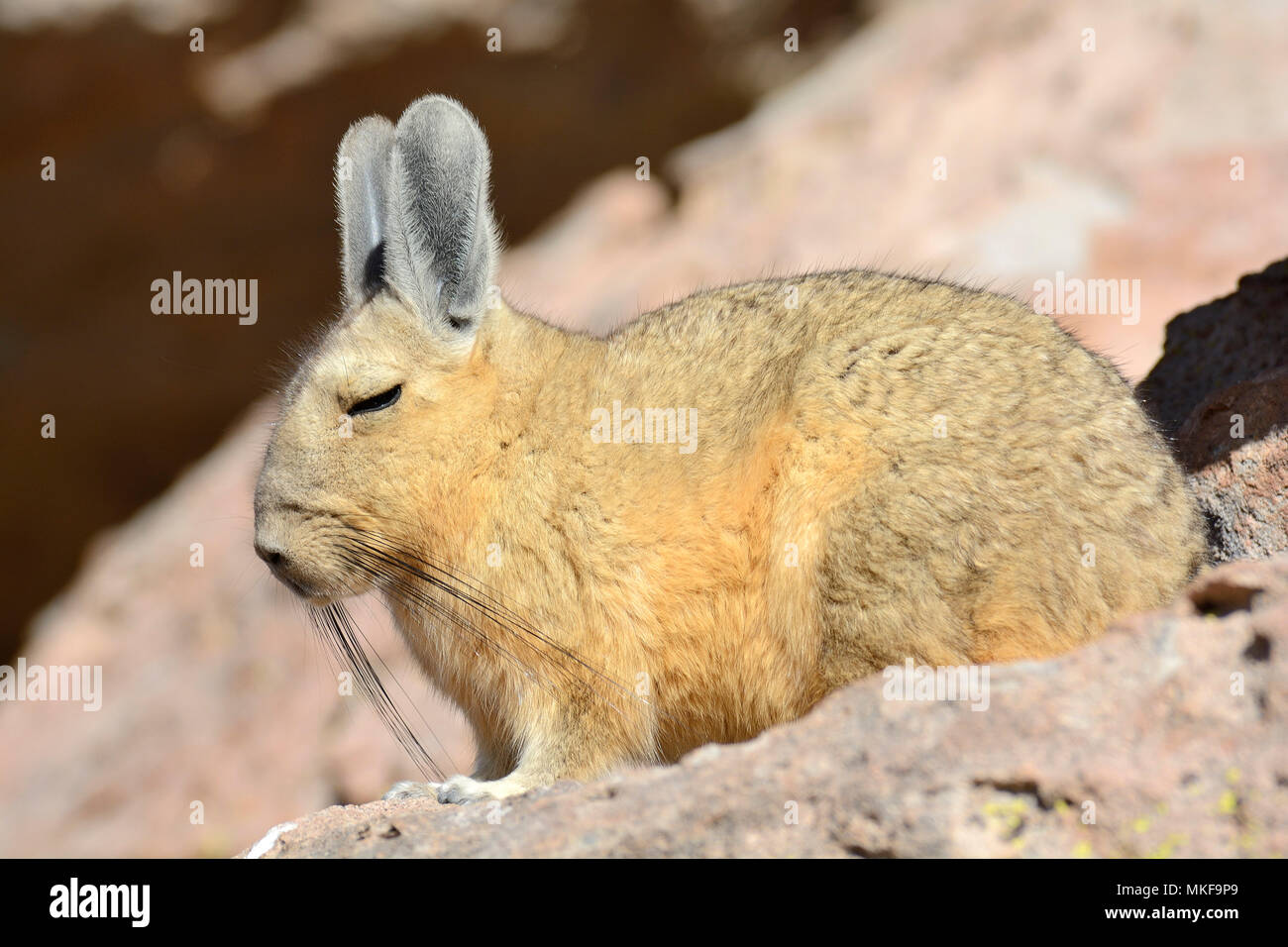 Viscache hi-res stock photography and images - Alamy