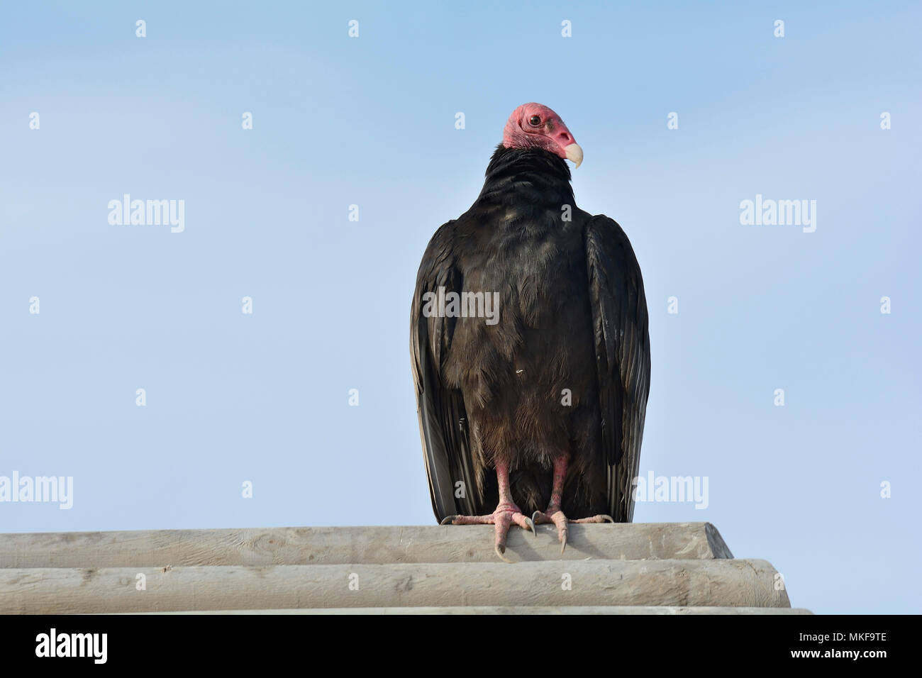 Turkey Vulture (Cathartes aura),Salinas Chicas Swamp, Tongoy Bay, IV ...