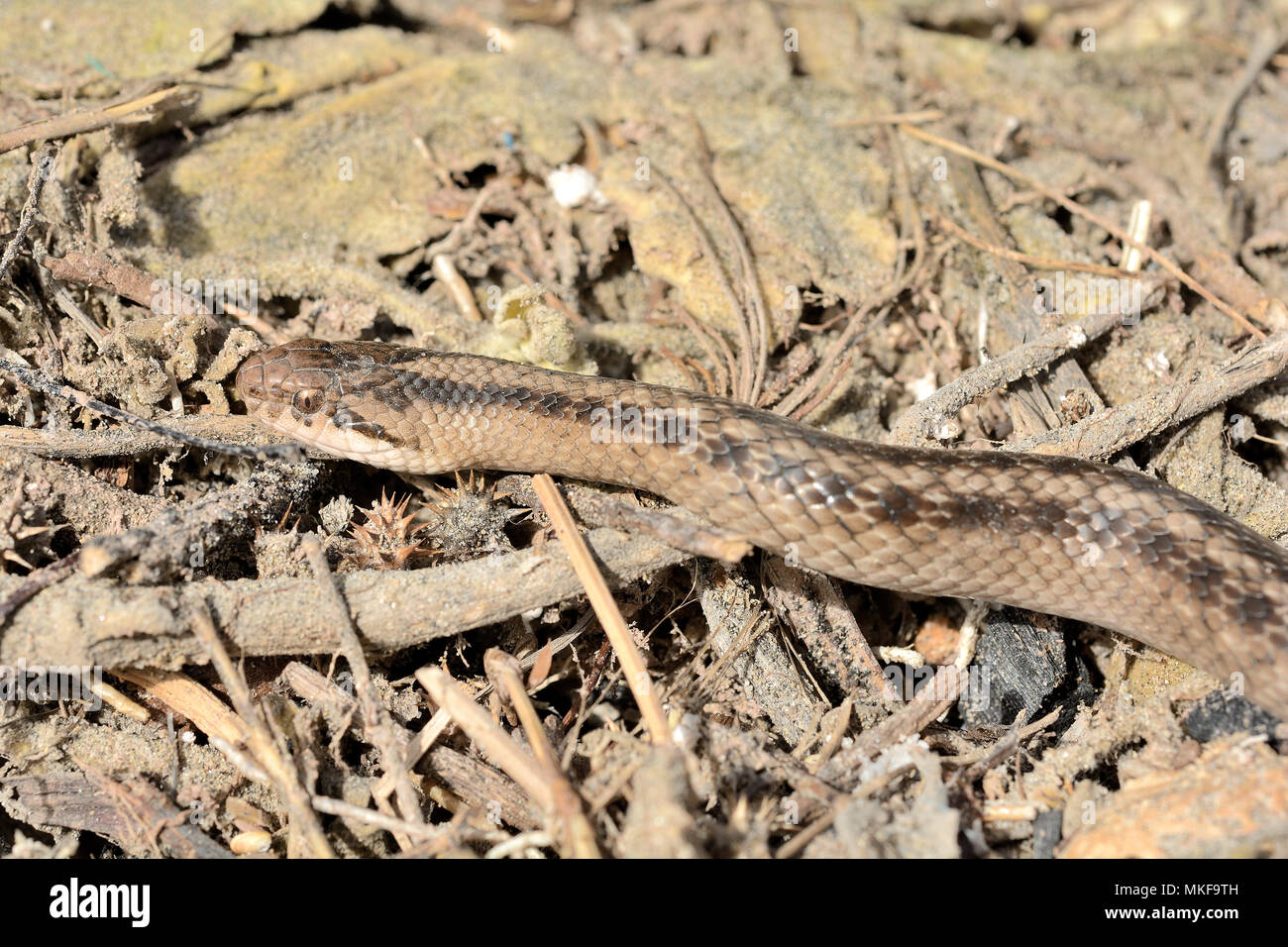 Dipsadidae Stock Photos & Dipsadidae Stock Images - Alamy