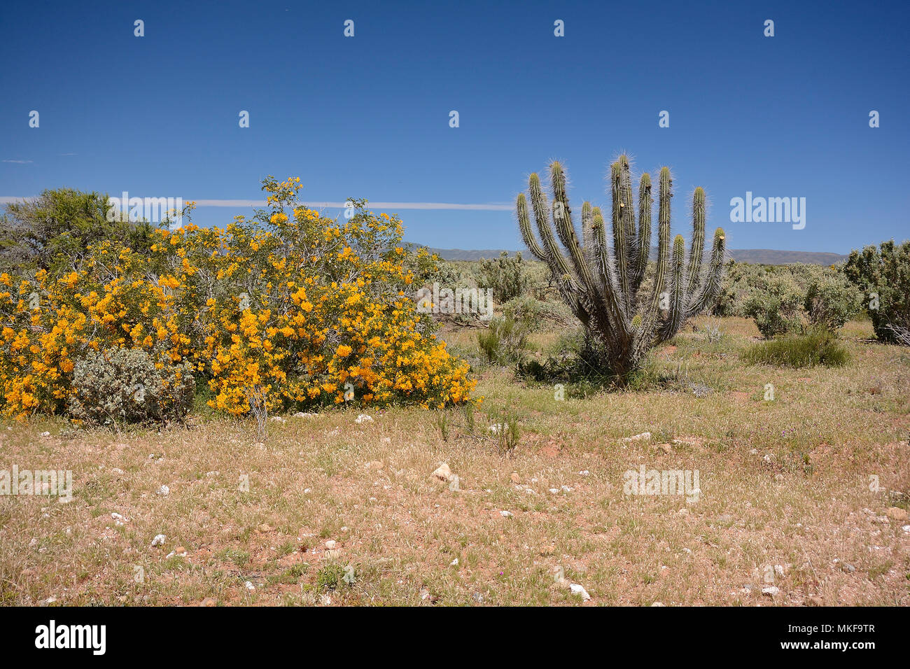Xeric vegetation in spring, Tongoy area, IV Region of Coquimbo, Chile ...