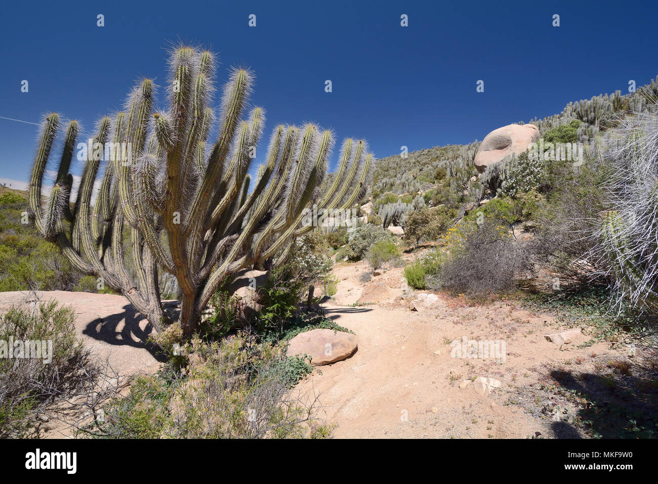 Xeric vegetation in spring, Valle del Encanto, near Ovalle, IV Region ...