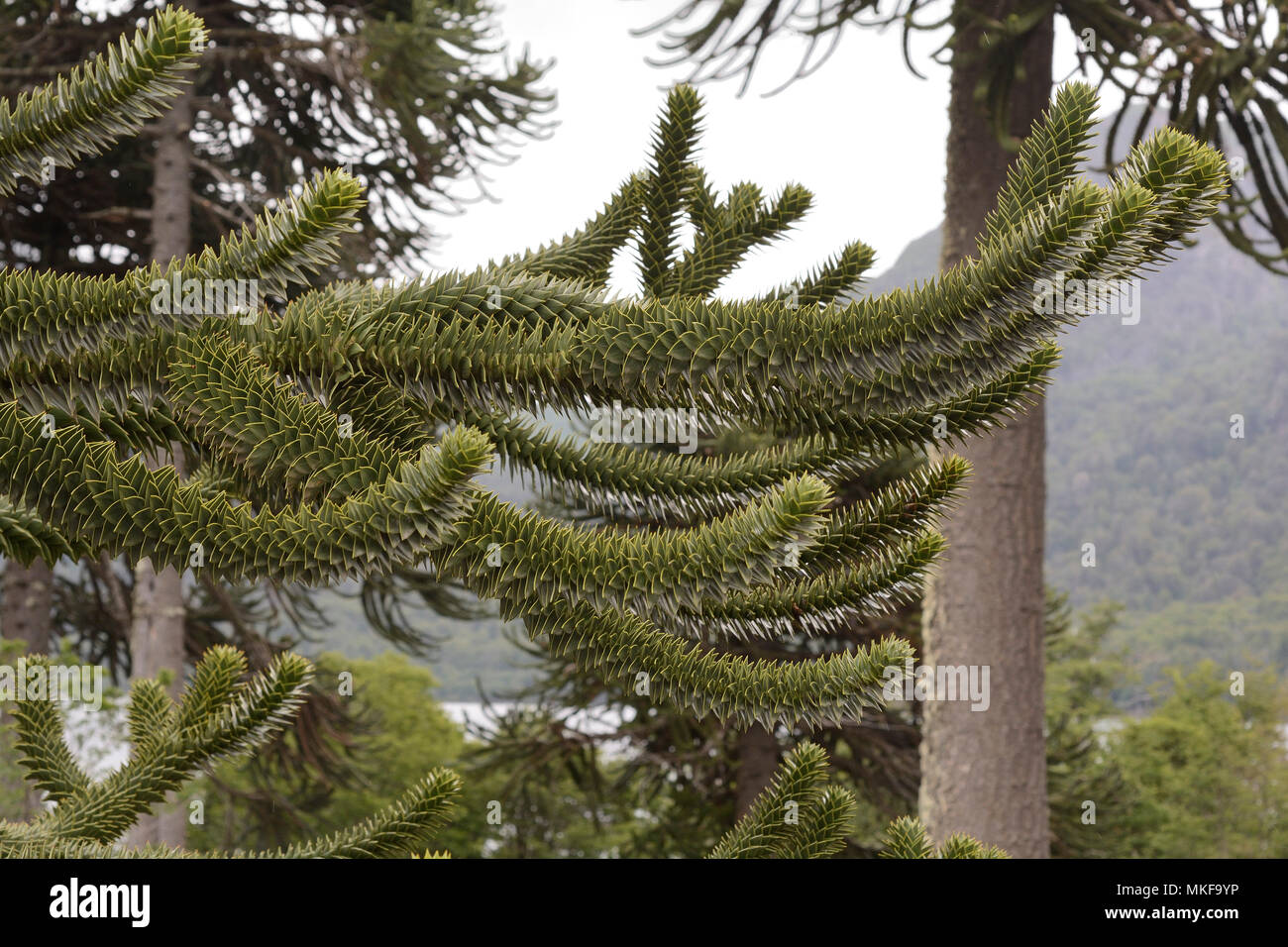 Monkeypuzzle tree (Araucaria araucana), Parque Nacional Villarrica ...