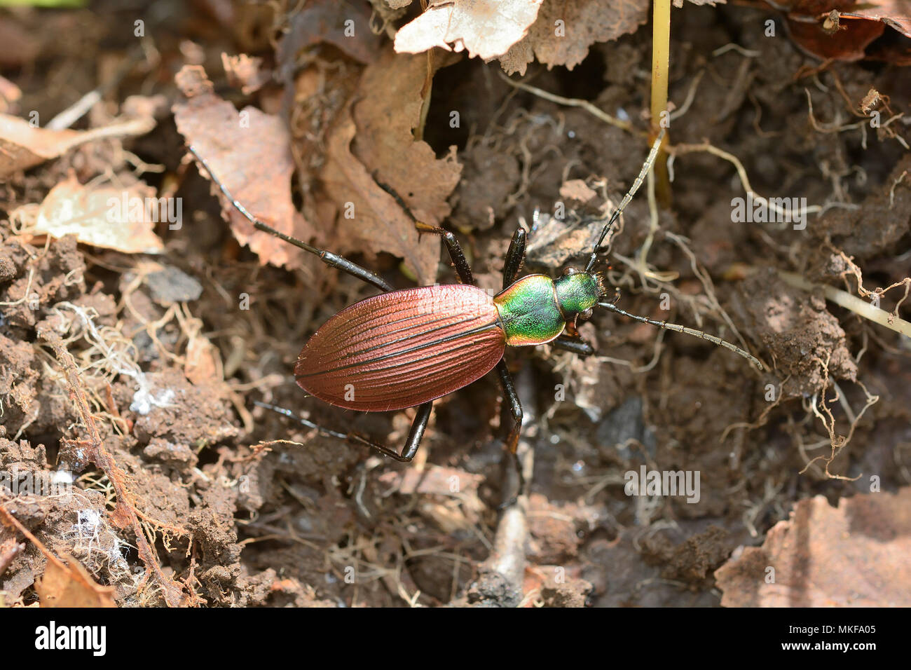 Carabidae hi-res stock photography and images - Alamy
