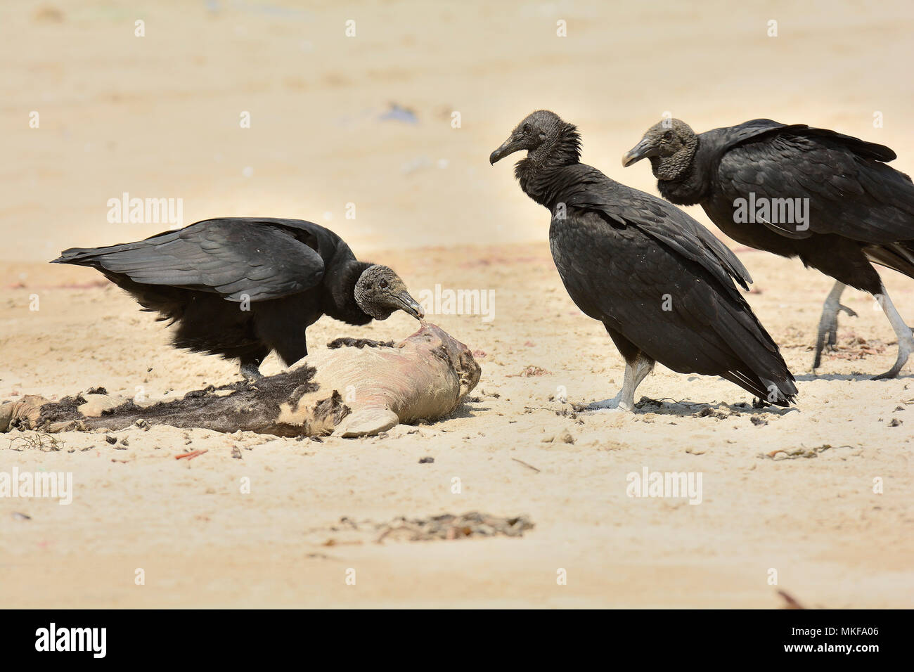 Black Vultures (Coragyps atratus )feeding on a dead sea lion, Tongoy ...
