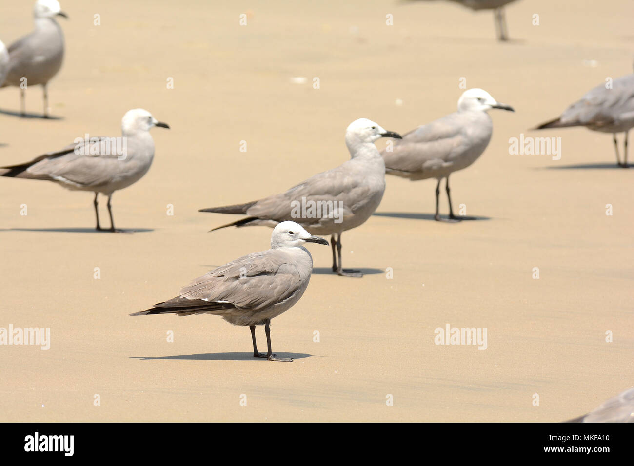 Grey Gull (Leucophaeus modestus) on shore, Tongoy, IV Region of ...