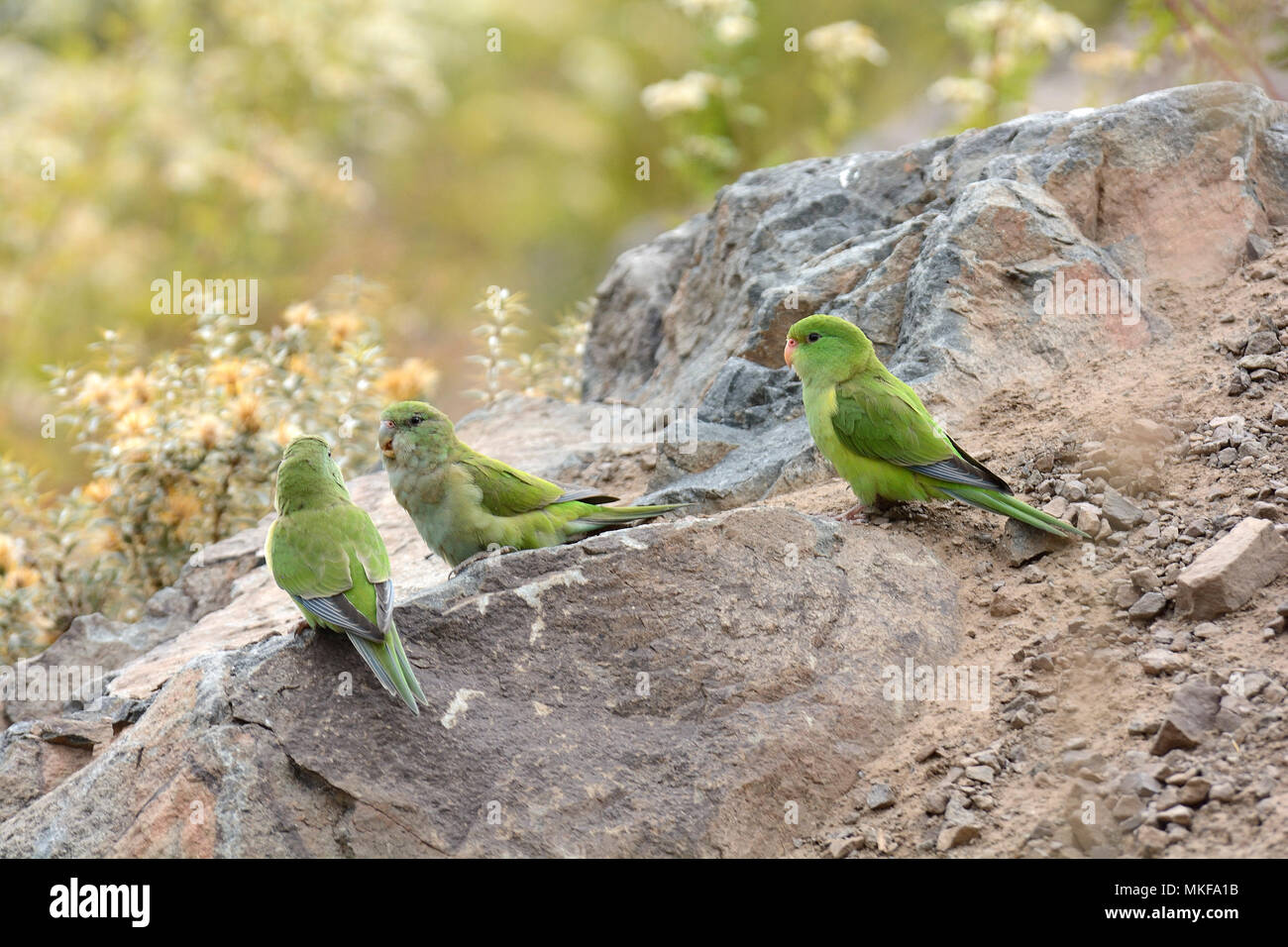 Mountain Parakeets (Psilopsiagon aurifrons) on rock, Portillo, Los ...