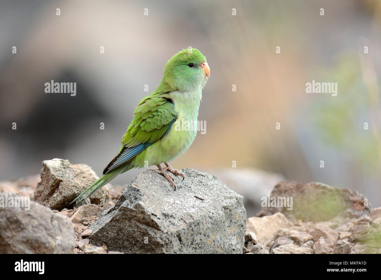Mountain Parakeet (Psilopsiagon aurifrons) on rock, Portillo, Los Andes ...