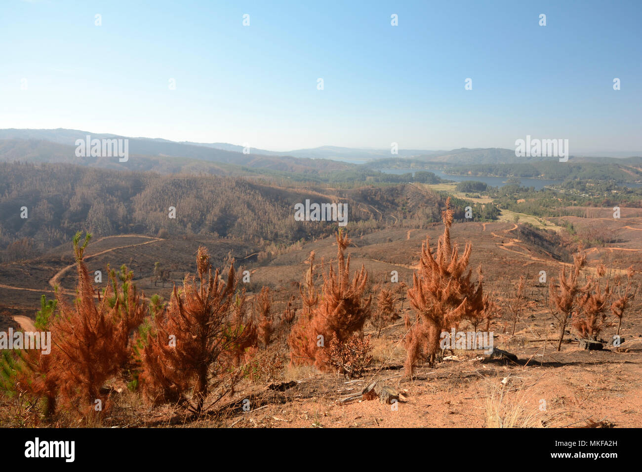Burning pine and eucalyptus forest, Chile, near Vichuquen, VII Region ...