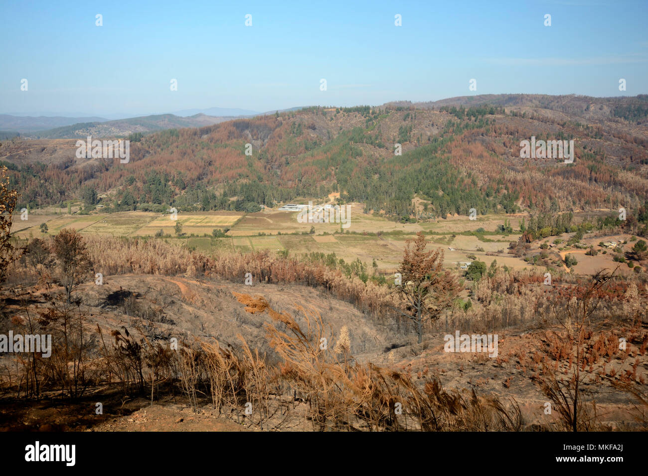 Burning pine and eucalyptus forest, Chile, near Vichuquen, VII Region ...