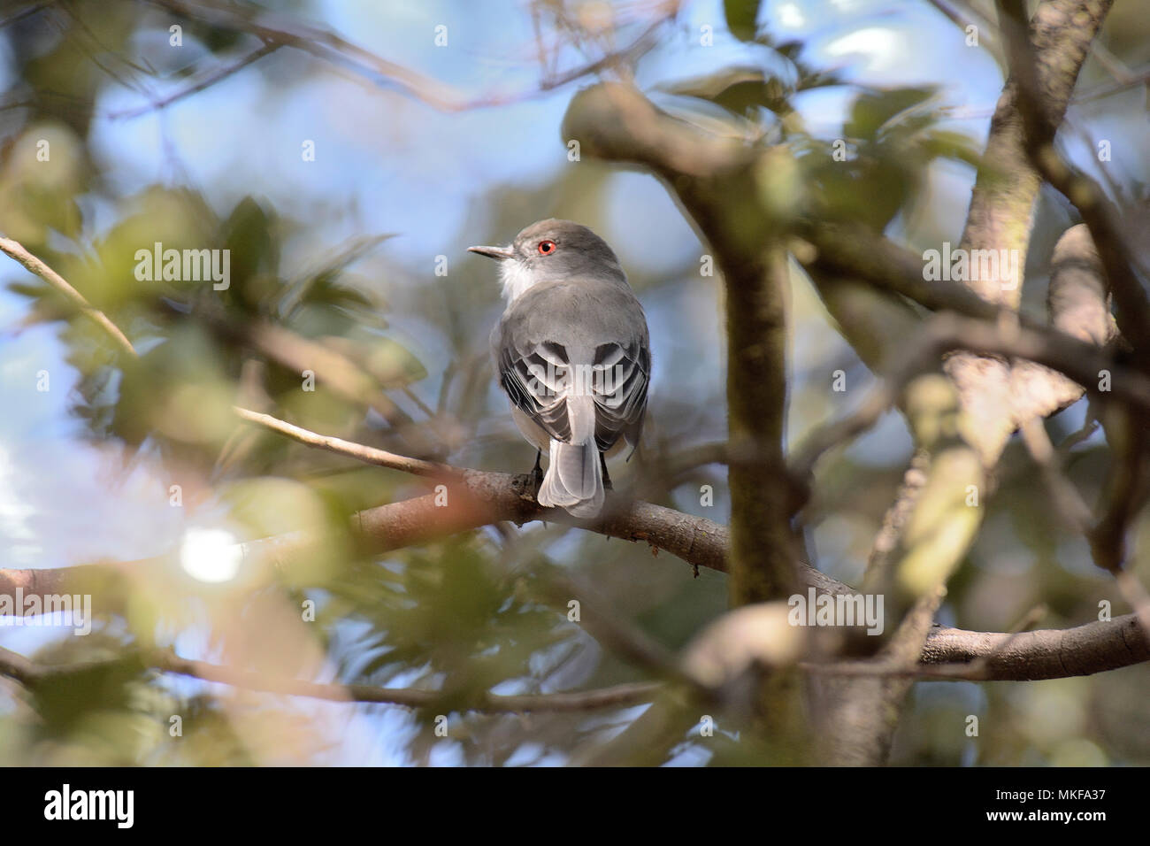 Fire-eyed Diucon (Xolmis pyrope) on a branch, Sector Cajón Grande ...