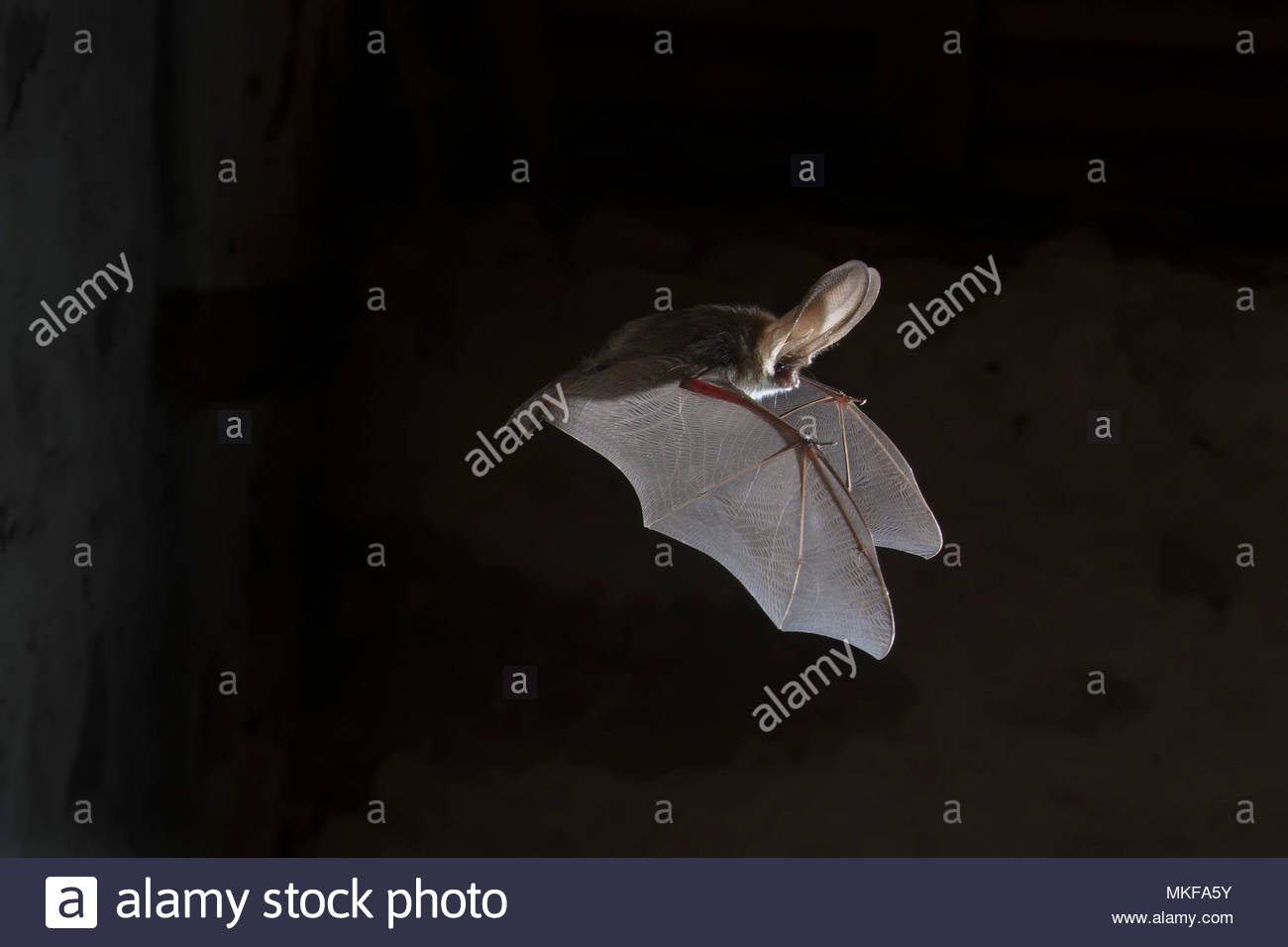 Wild Plecotus Stock Photos & Wild Plecotus Stock Images - Alamy