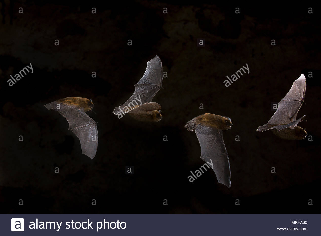 Pipistrelle Bat Stock Photos & Pipistrelle Bat Stock Images - Alamy