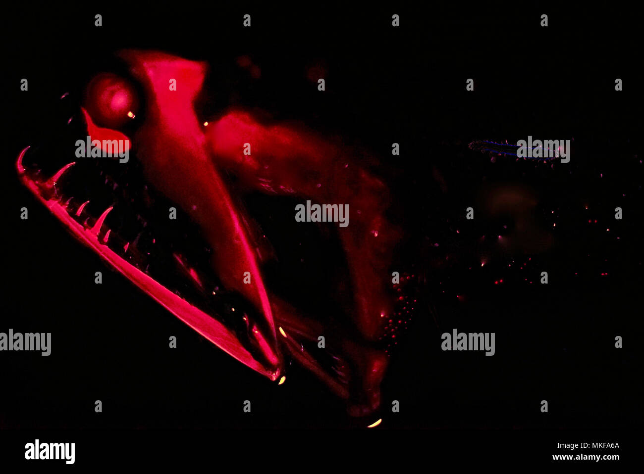 Stoplight Loosejaw Dragonfish