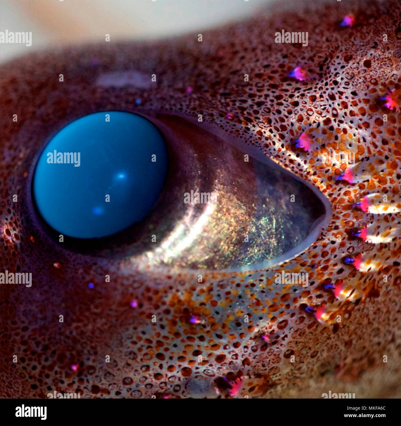 Eye of Jewel Squid (Histioteuthis eltaninae), Kerguelen Stock Photo - Alamy