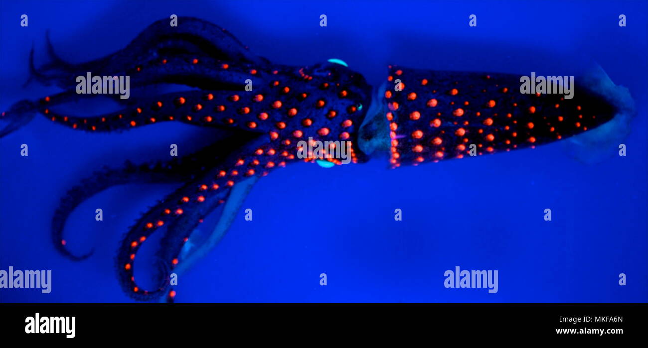 Jewel Squid (Histioteuthis eltaninae), Kerguelen Stock Photo - Alamy