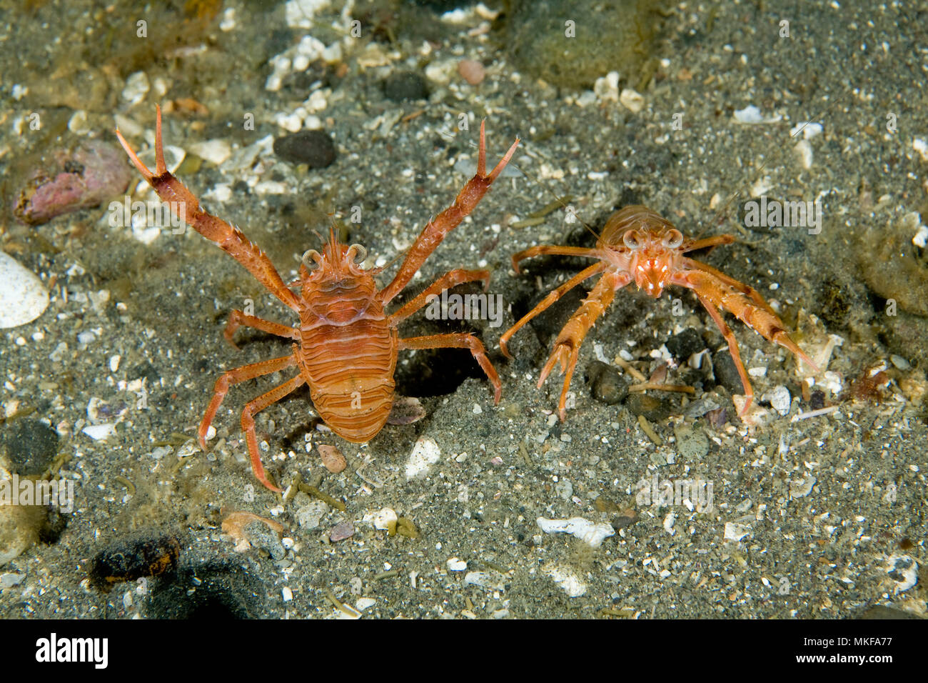 Couple of squad lobster, Munida quadrispina, UNESCO Natural World ...