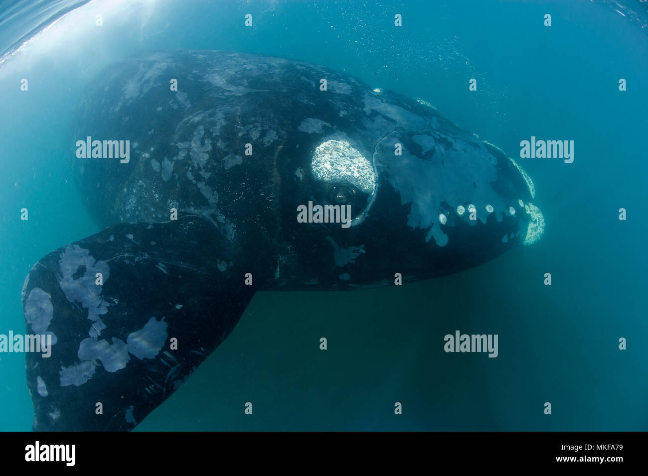 Southern right whale, Eubalaena australis, Conservation Dependant (IUCN ...
