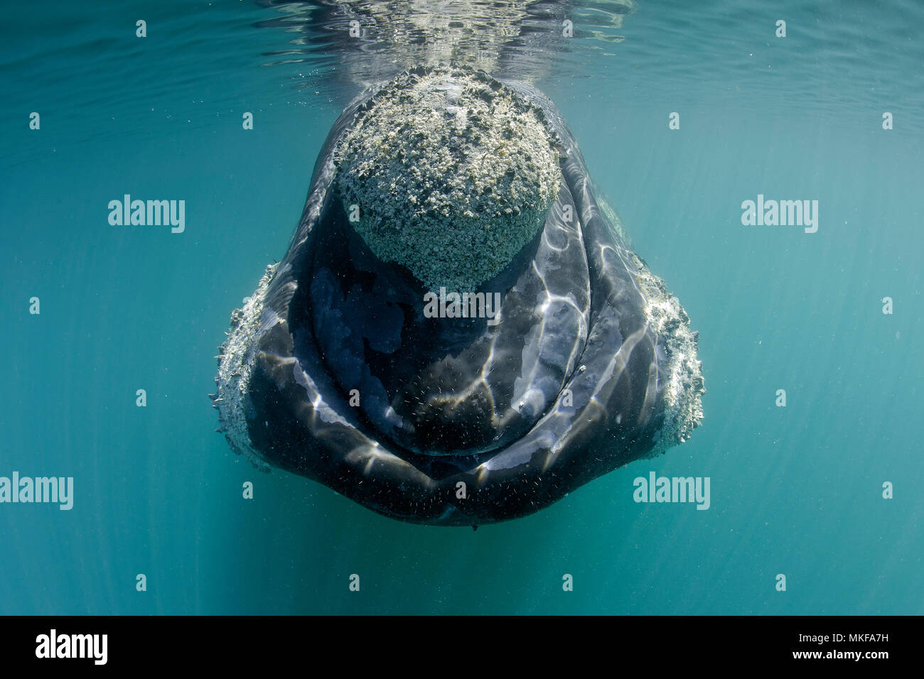 Southern right whale, Eubalaena australis, Conservation Dependant (IUCN ...