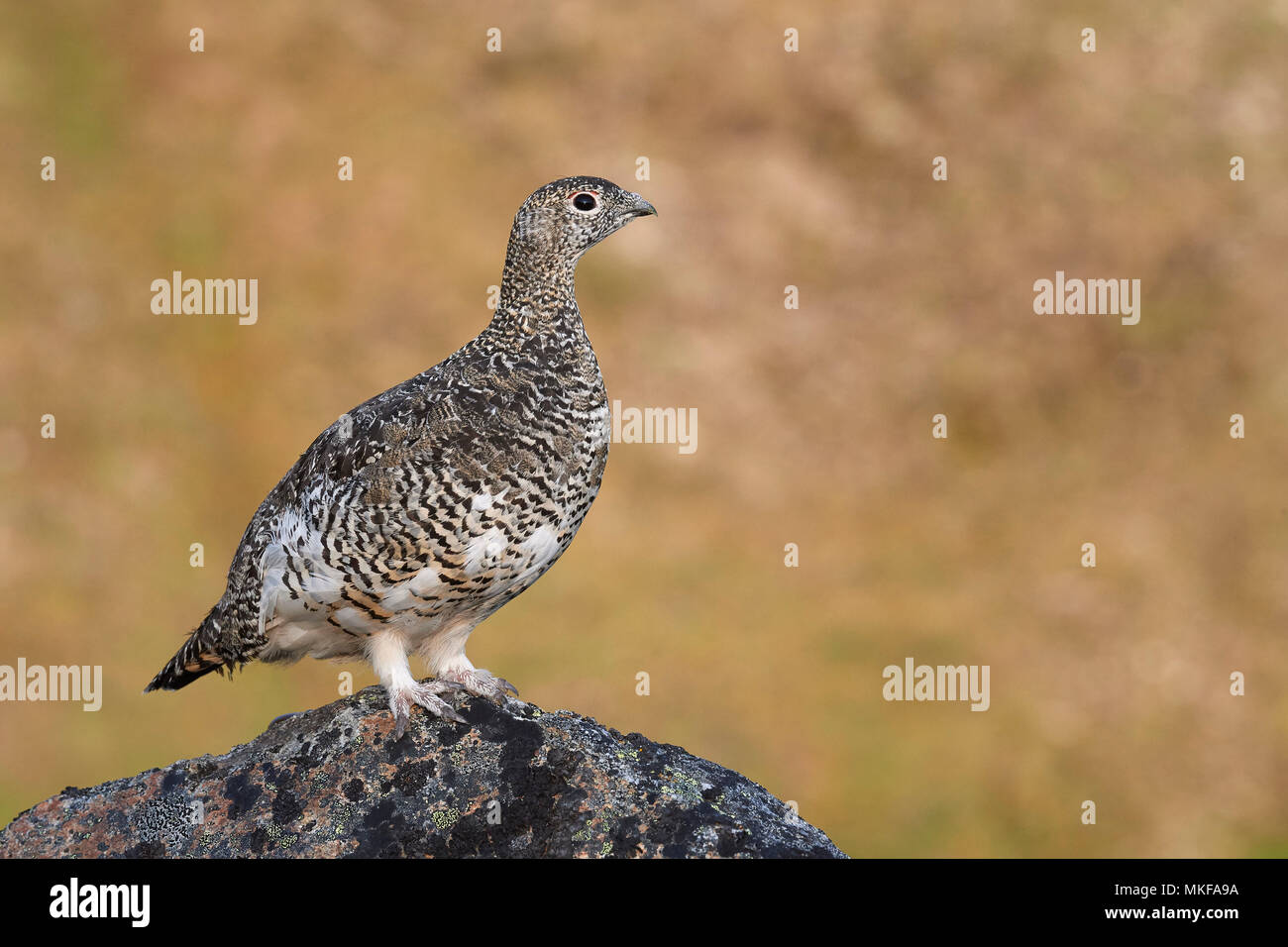 Rock ptarmigan (Lagopus muta), Torngat Mountains National Park ...