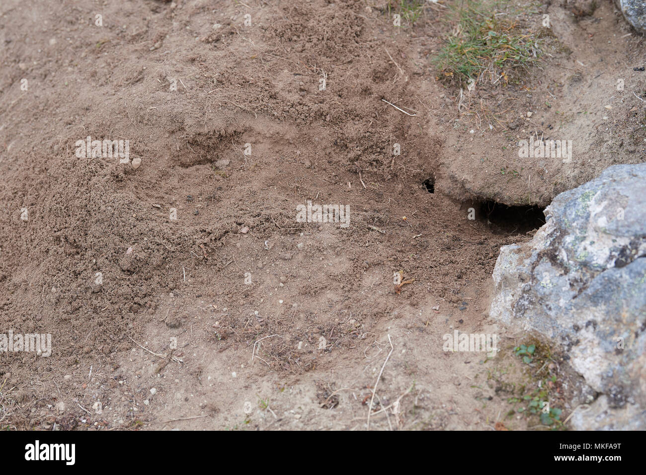 Collared lemming hi-res stock photography and images - Alamy