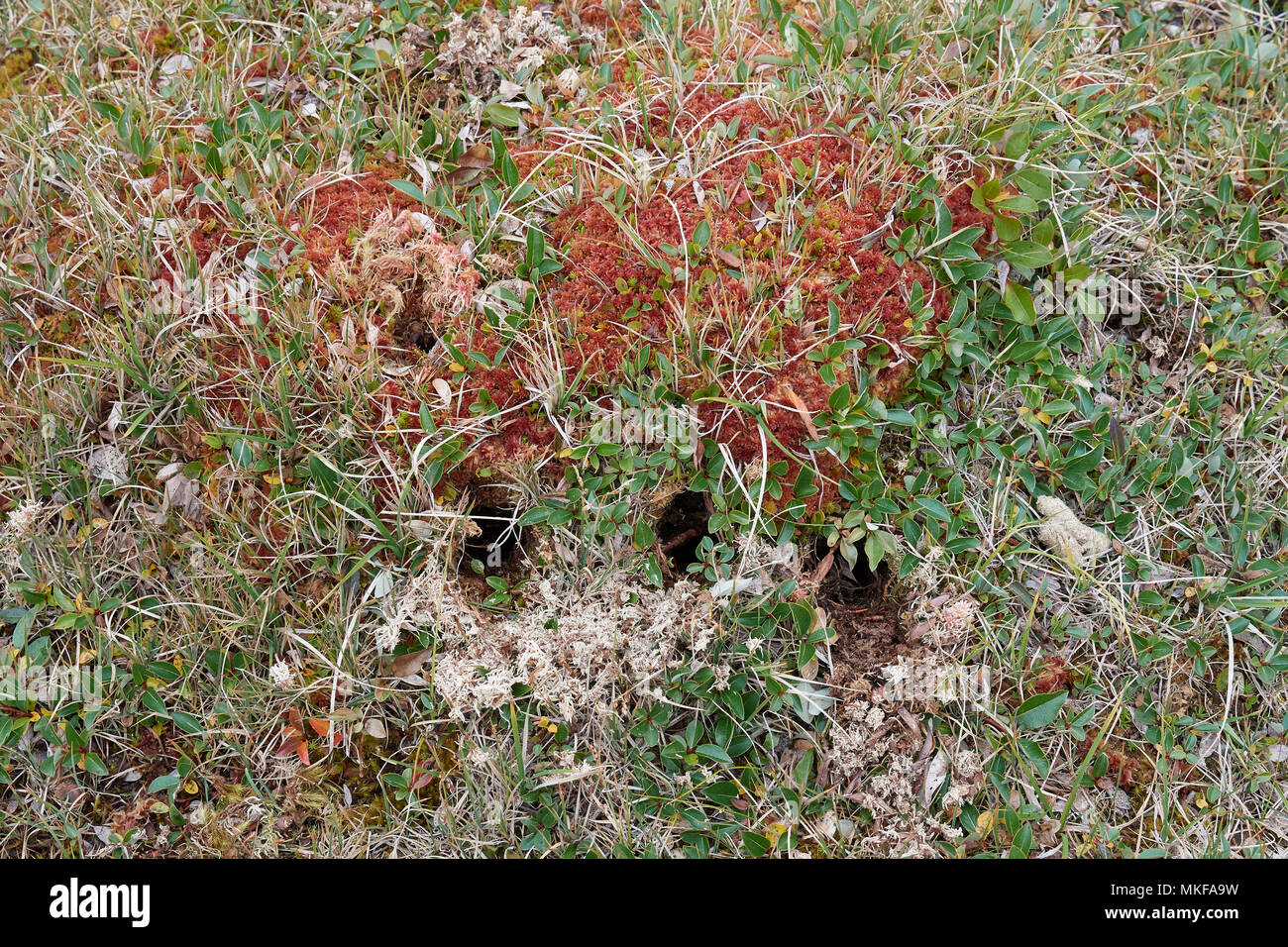 Collared lemming tundra hi-res stock photography and images - Alamy