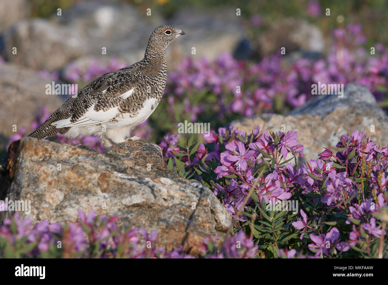 Rock ptarmigan (Lagopus muta) amongst Dwarf fireweed (Chamaenerion ...