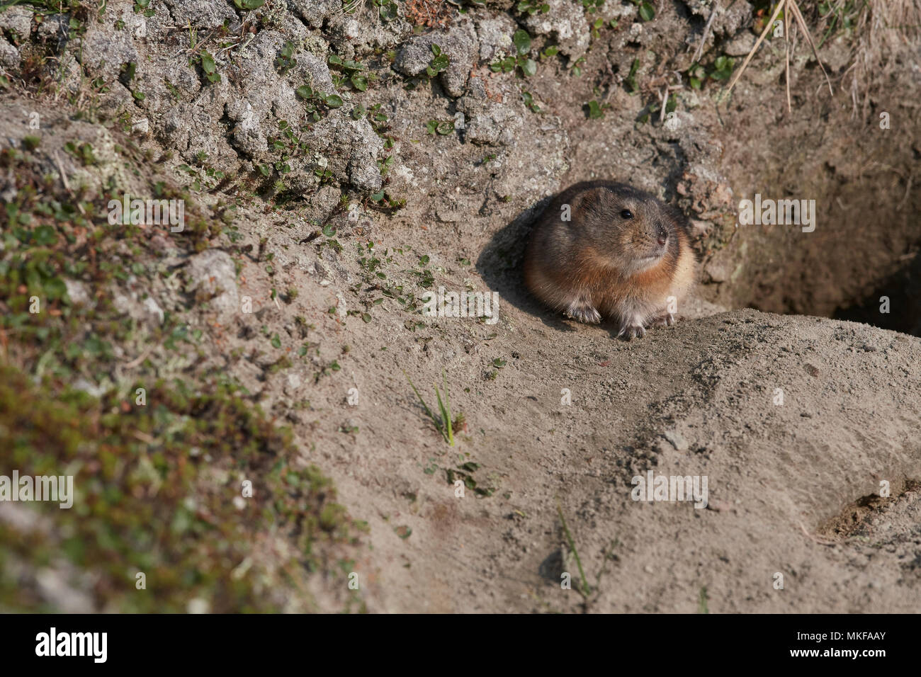 Ungava hi-res stock photography and images - Alamy