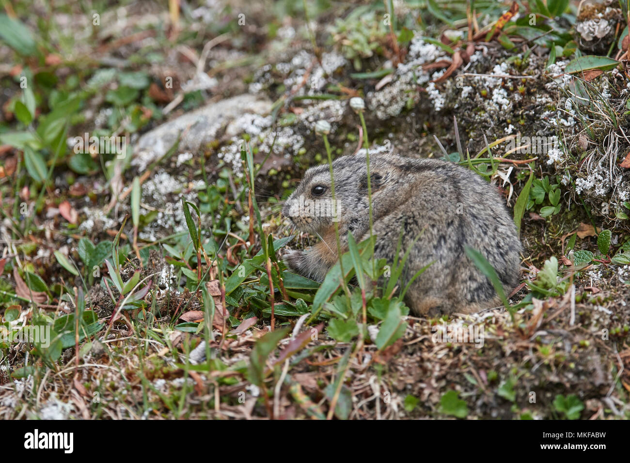Collared lemming tundra hi-res stock photography and images - Alamy