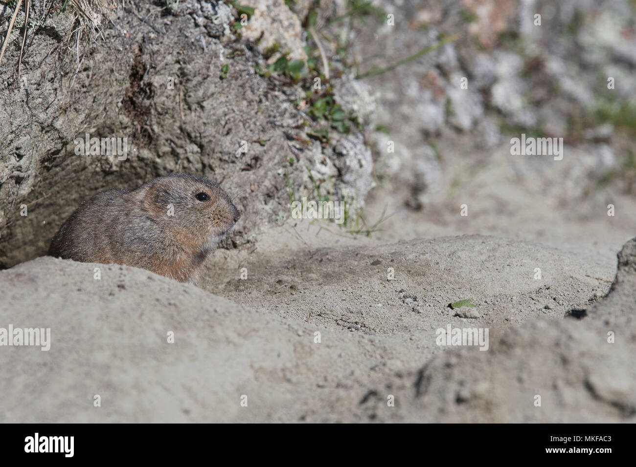 Lemming Stock Photos & Lemming Stock Images - Alamy