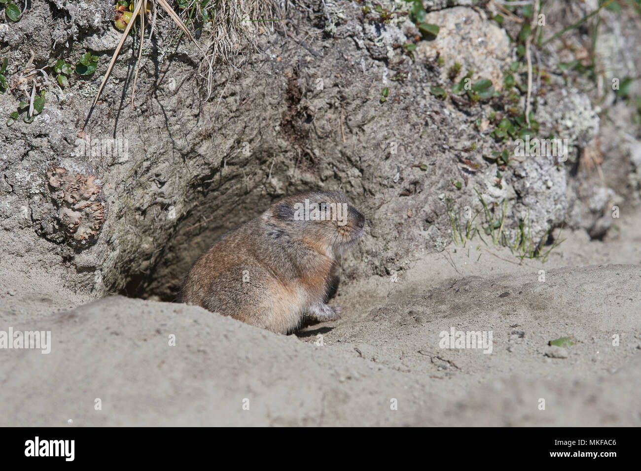 Ungava hi-res stock photography and images - Alamy