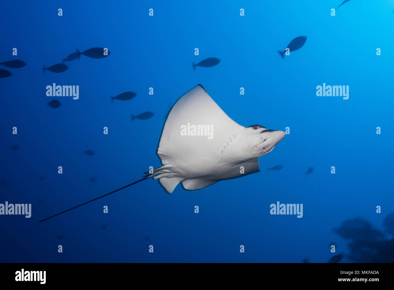 Spotted eagle ray myliobatis aquila hi-res stock photography and images ...