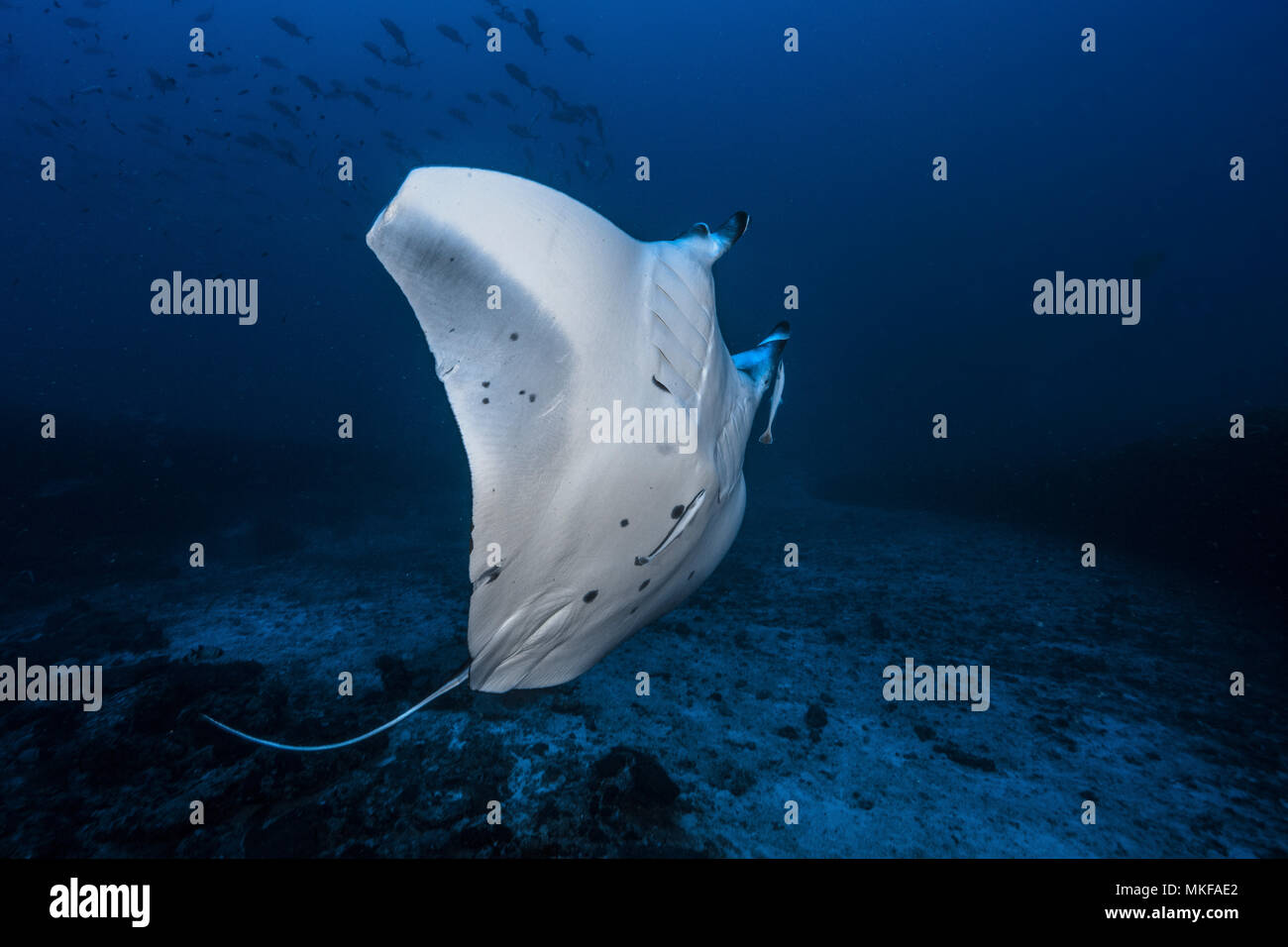 Reef manta ray (Mobula alfredi) with the tip of its wing eaten by a ...