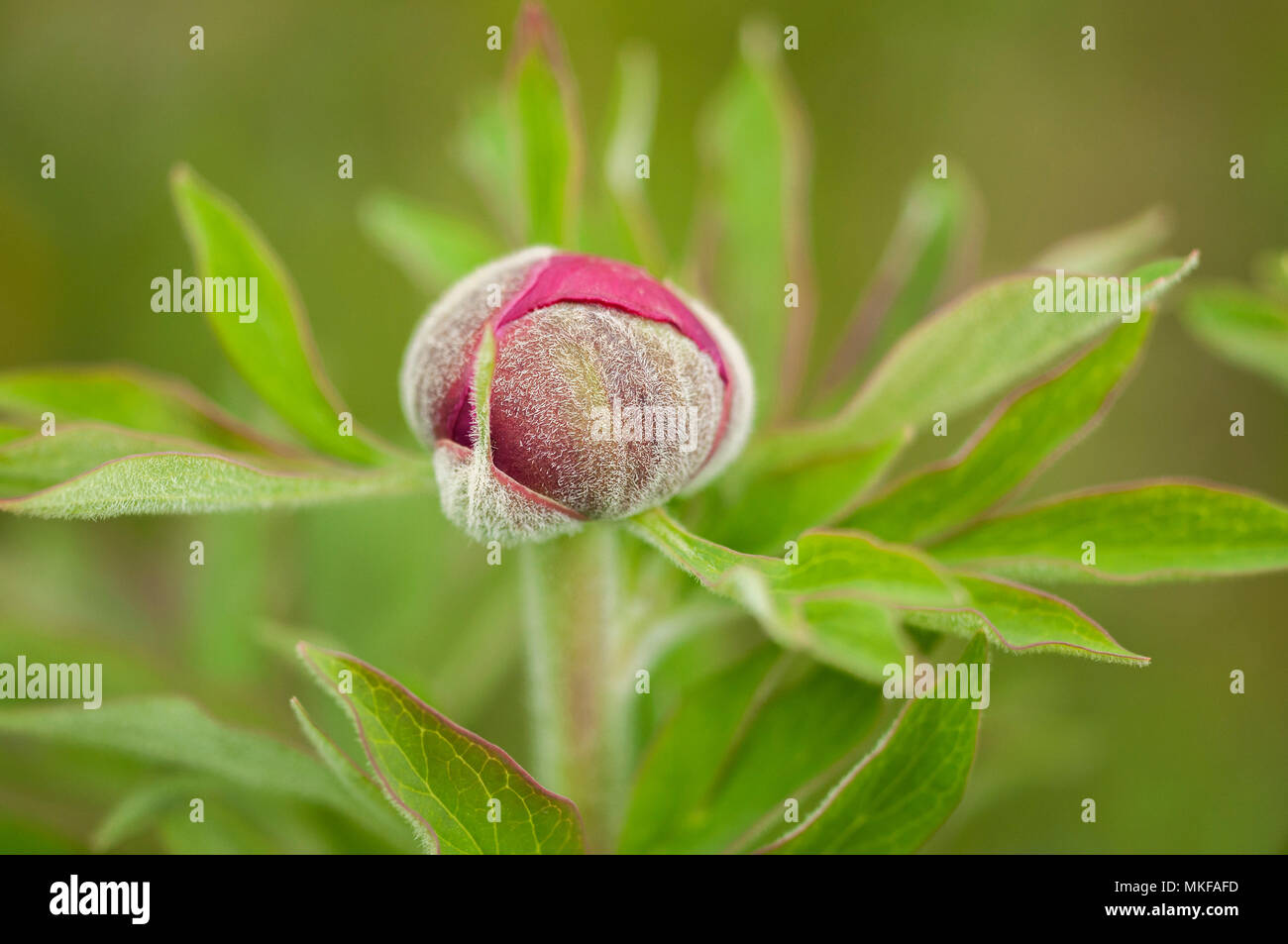 Wild common peony (Paeonia officinalis) bud, spring evening, Drome ...