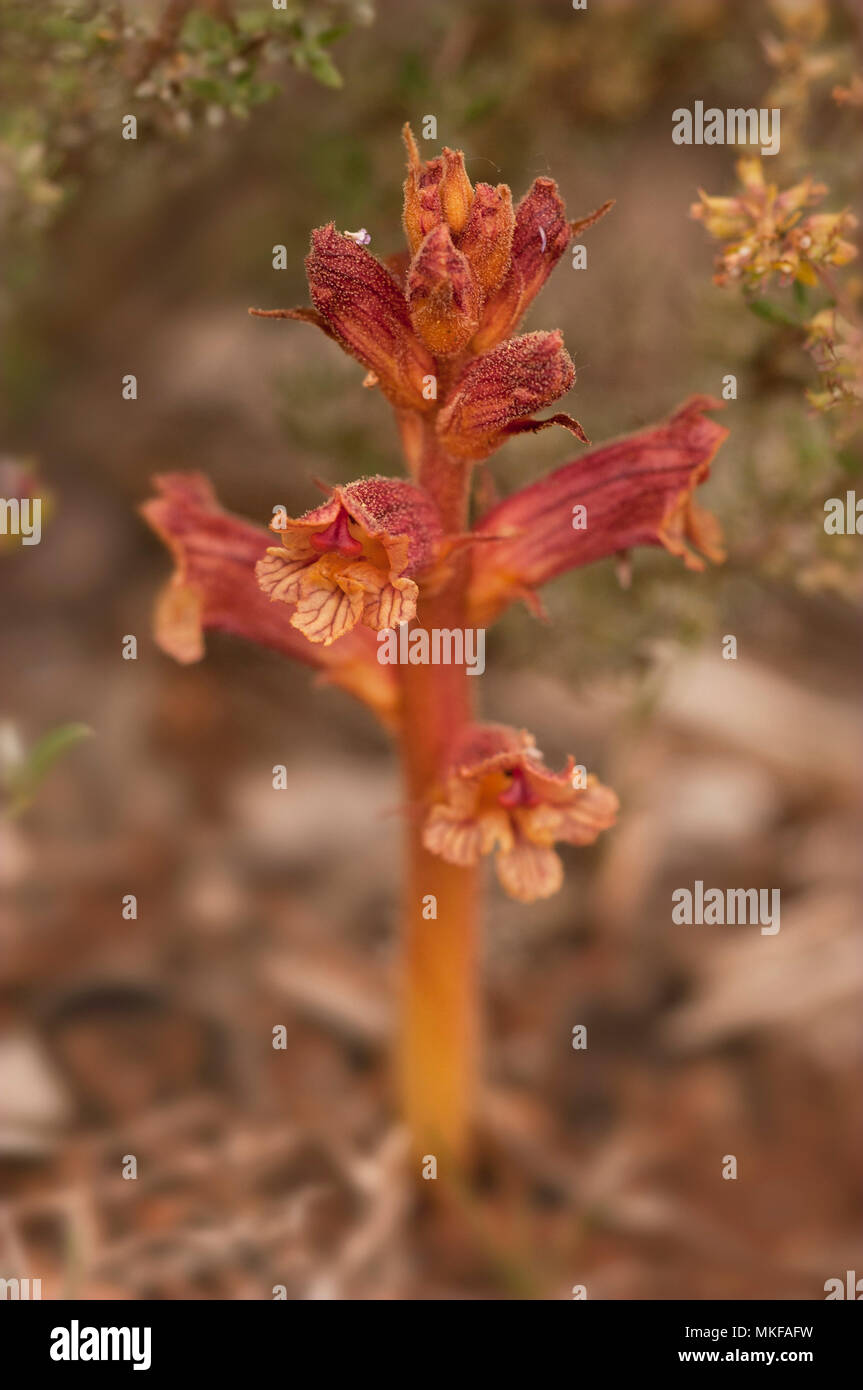 Family orobanchaceae hi-res stock photography and images - Alamy